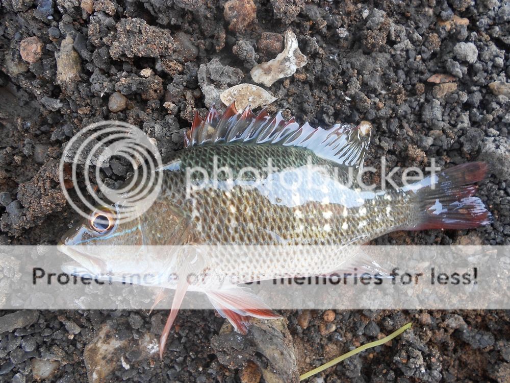 Saldanha (Tembe River)