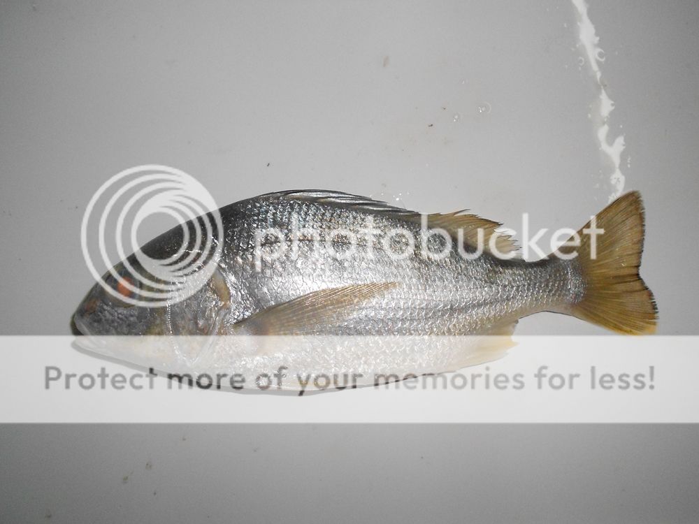 Saldanha (Tembe River)