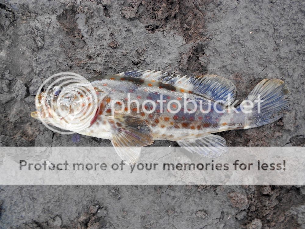 Saldanha (Tembe River)