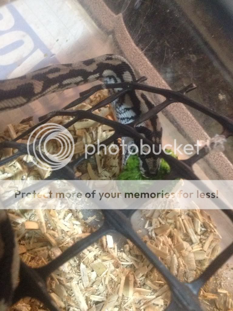 Vegan snake. | Aussie Pythons & Snakes Forum