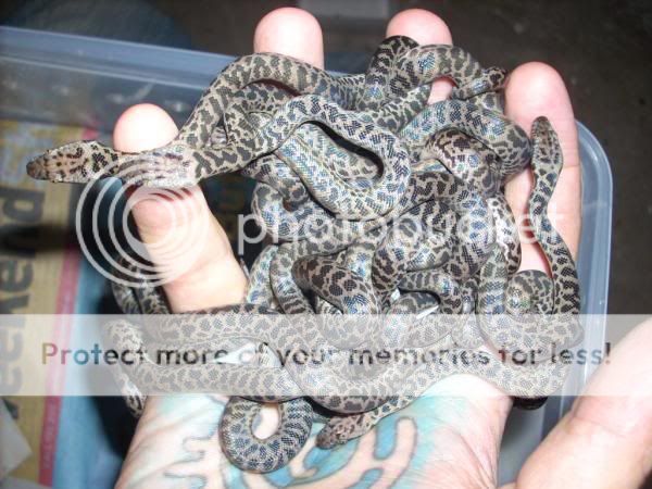 Spotted pythons | Aussie Pythons & Snakes Forum