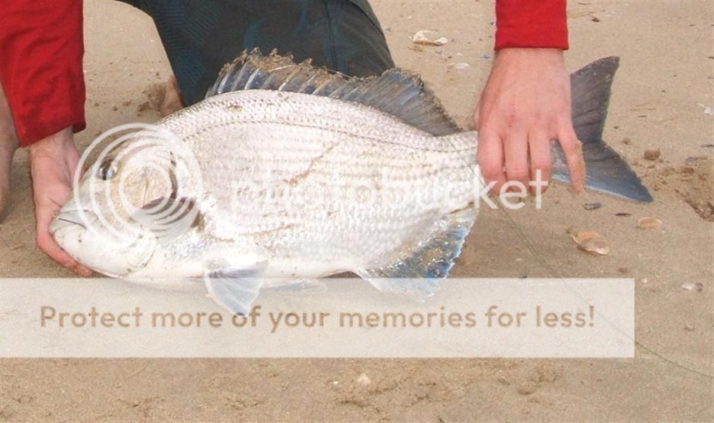 White musselcracker male/female fish