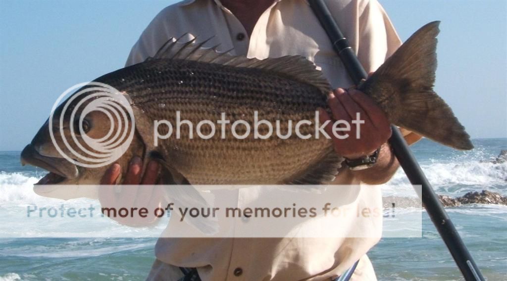 White musselcracker male/female fish